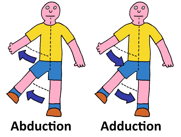 What Are the Anatomical Joint Movement Terms? – Functional Fitness PTS