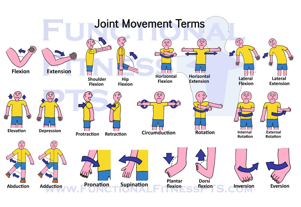 What Are the Anatomical Joint Movement Terms? – Functional Fitness PTS