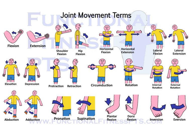 What Are the Anatomical Joint Movement Terms? – Functional Fitness PTS