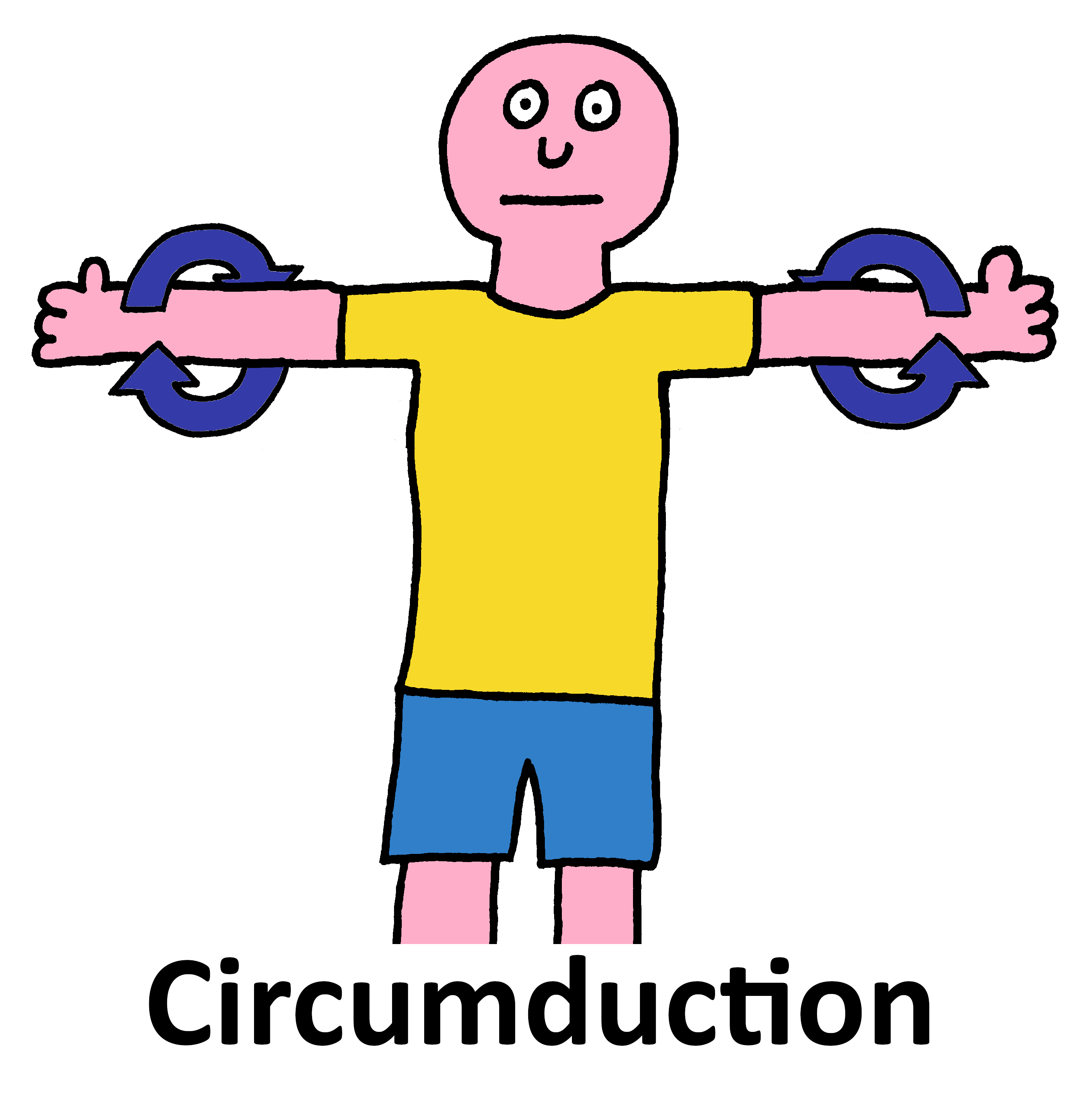What Are the Anatomical Joint Movement Terms? – Functional Fitness PTS