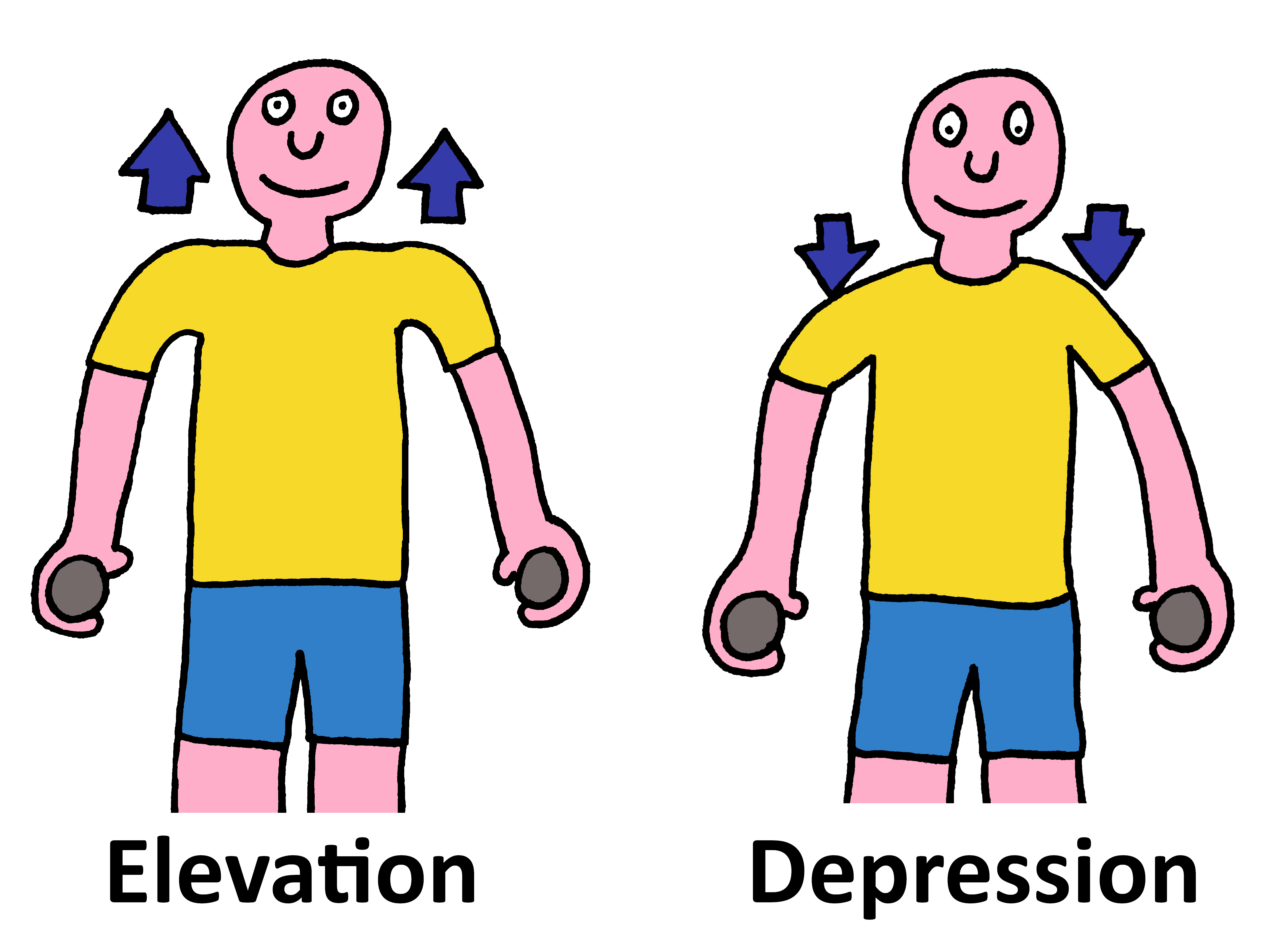 What Are the Anatomical Joint Movement Terms? – Functional Fitness PTS