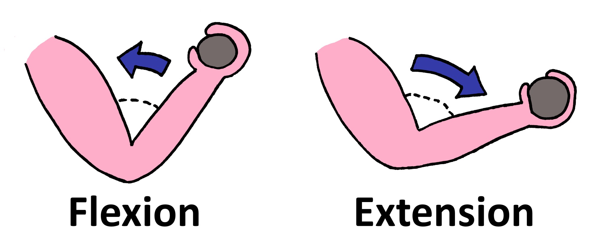 What Are the Anatomical Joint Movement Terms? – Functional Fitness PTS