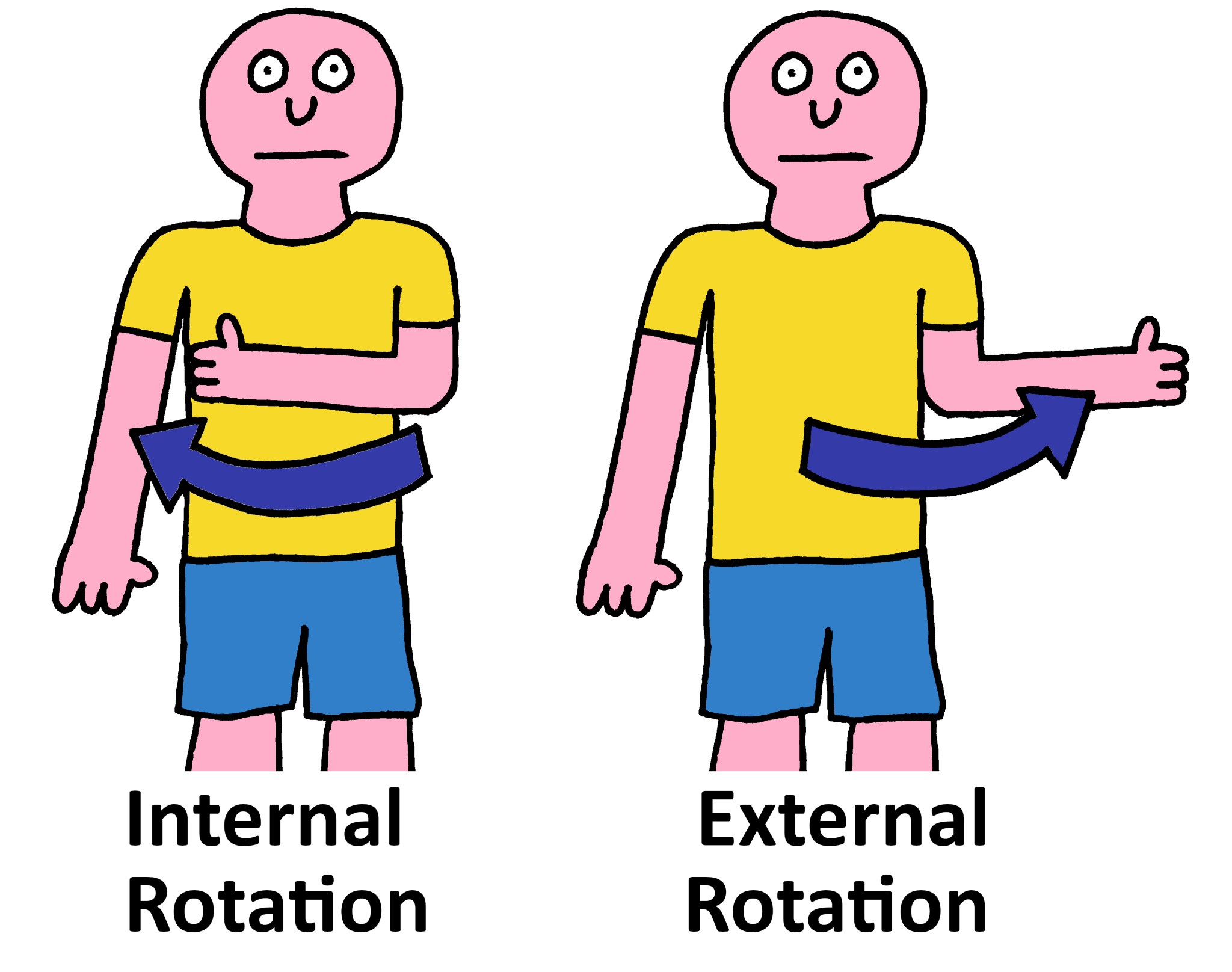 What Are the Anatomical Joint Movement Terms? – Functional Fitness PTS