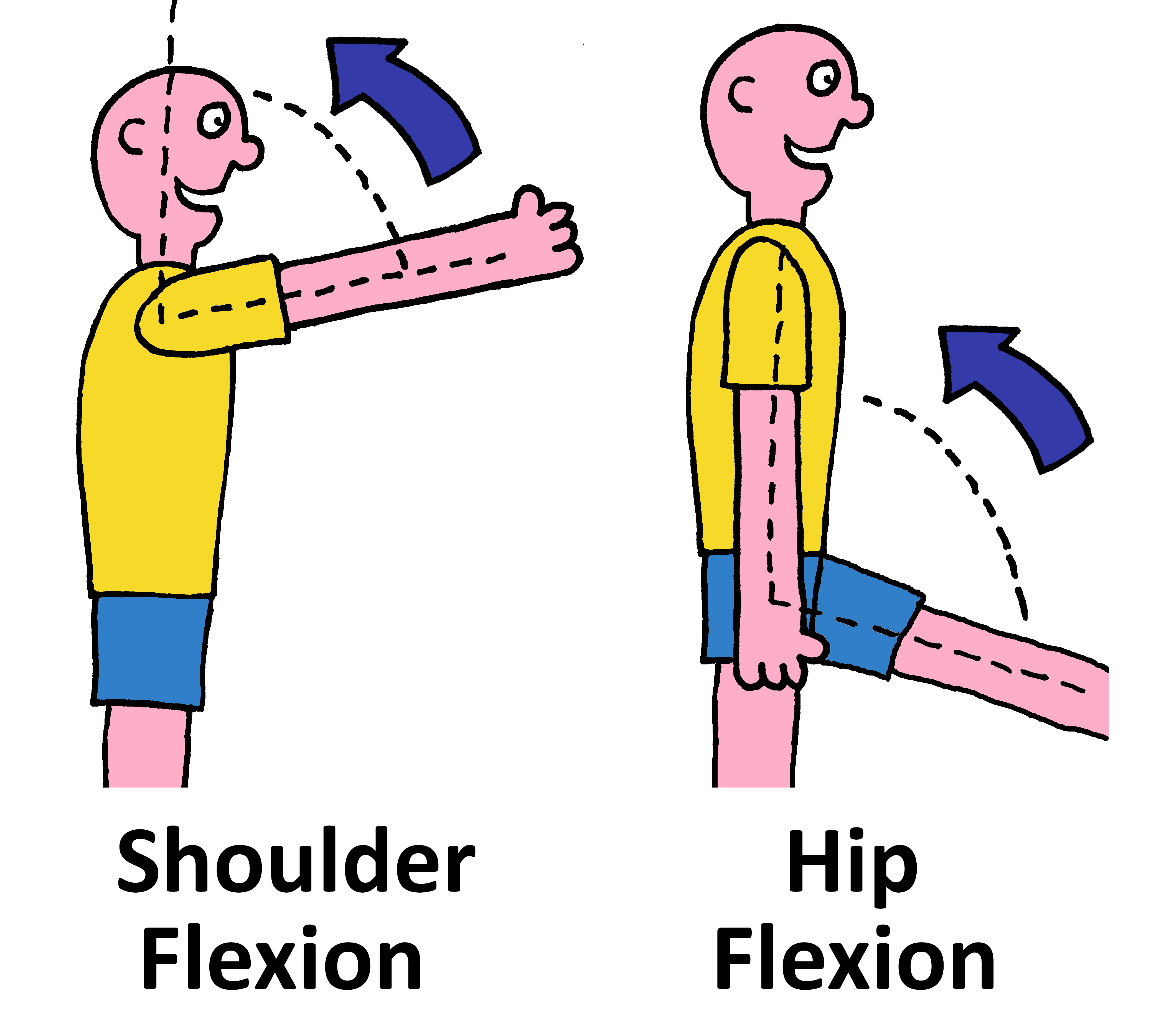 What Are the Anatomical Joint Movement Terms? – Functional Fitness PTS