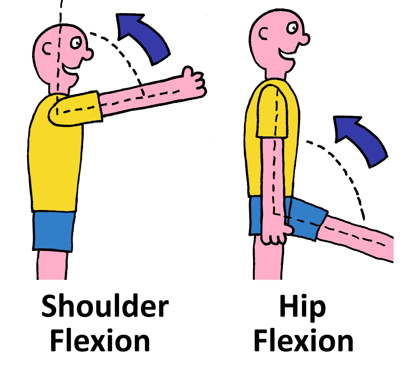 What Are the Anatomical Joint Movement Terms? – Functional Fitness PTS