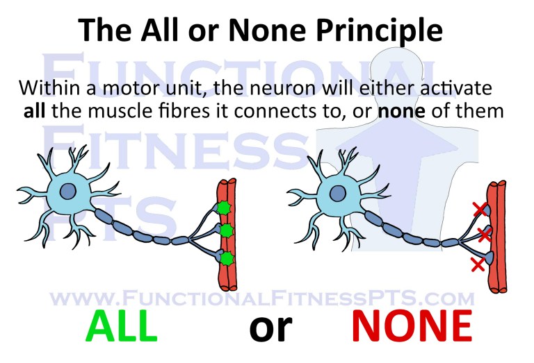 What Is The All or None Principle? – Functional Fitness PTS