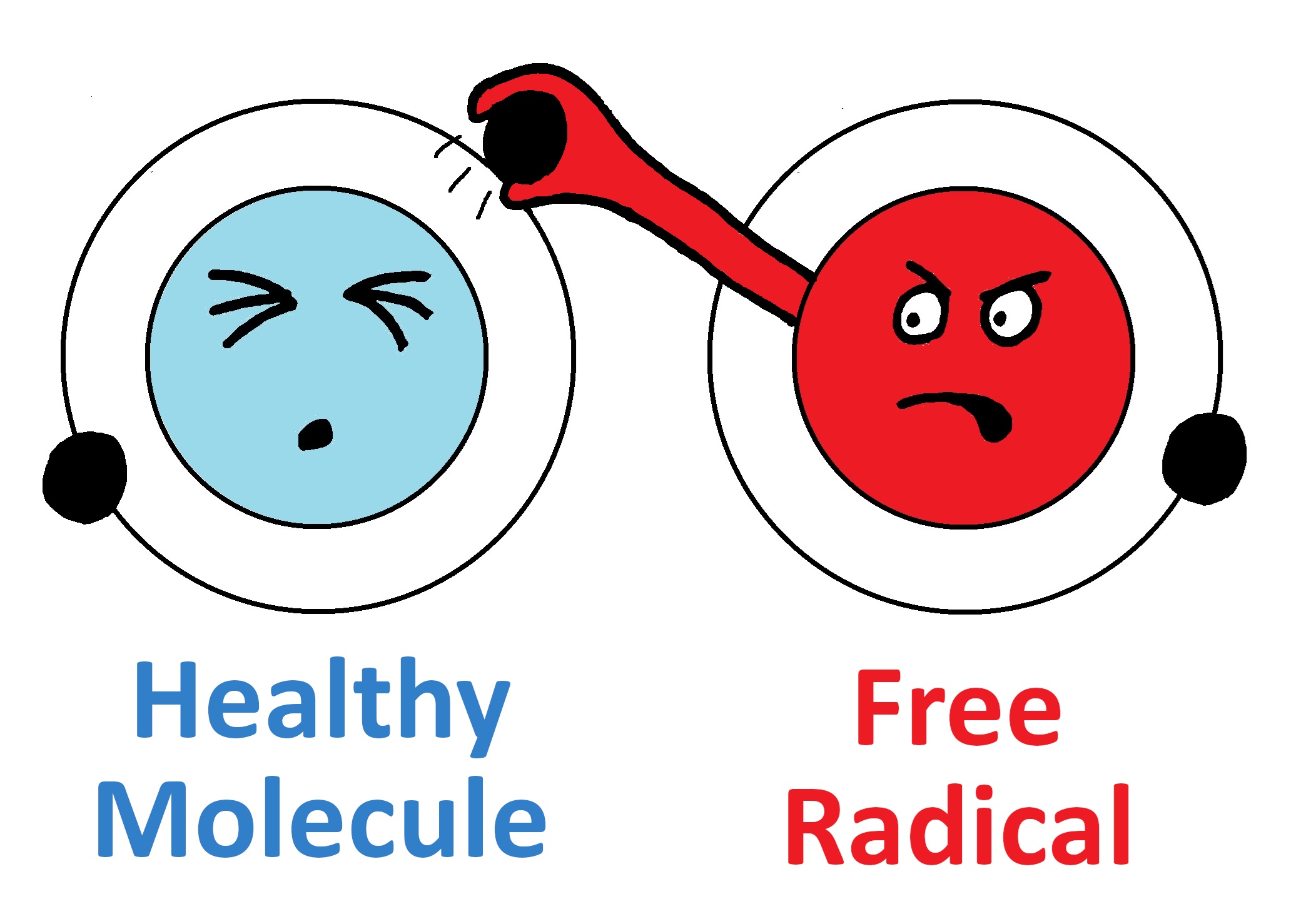 What Are Free Radicals and Antioxidants? – Functional Fitness PTS