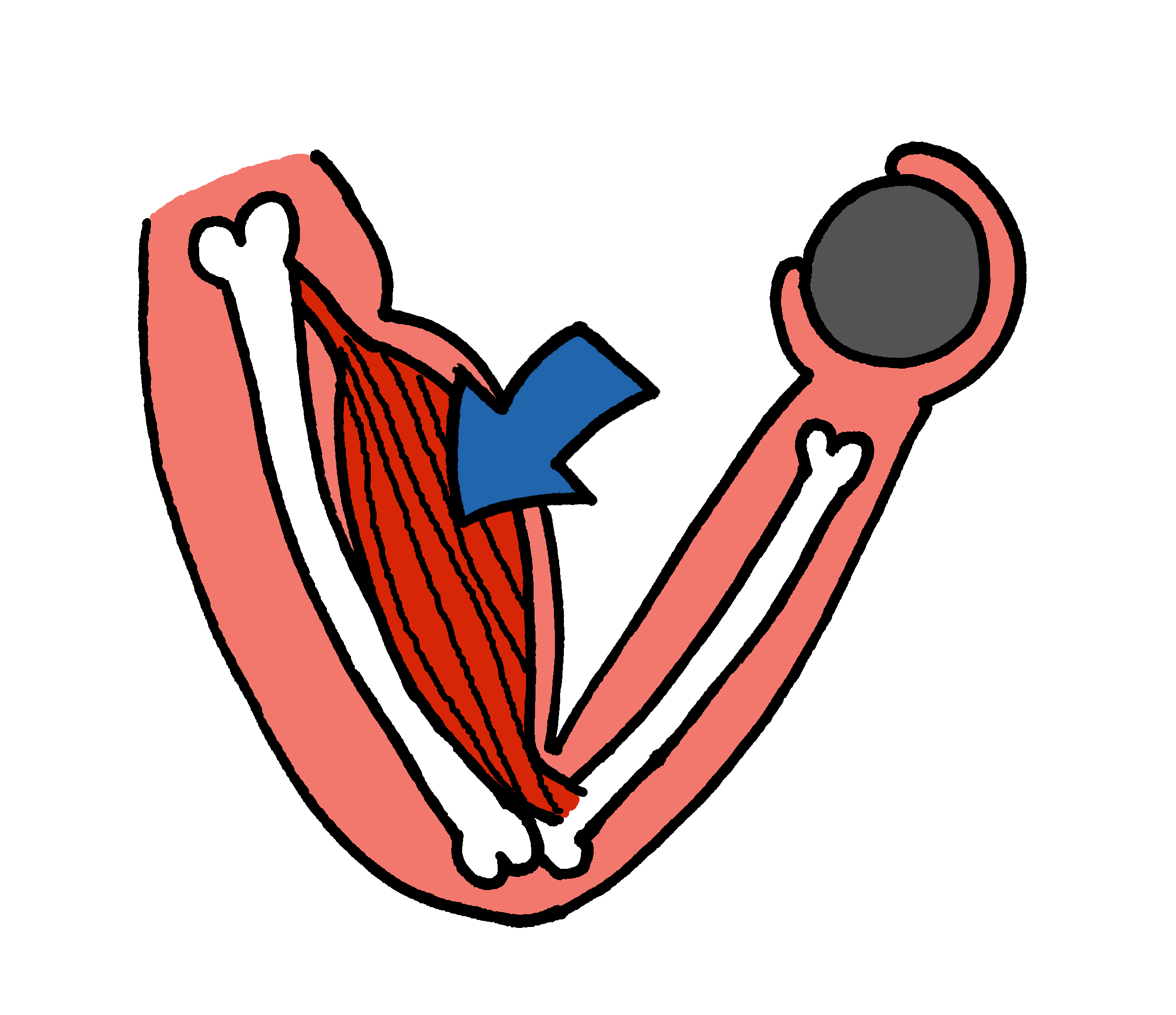 What Is Hypertrophy? – Functional Fitness PTS